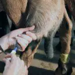 Persiguiendo la cabra después de un caldero: razones y qué hacer, tratamientos 7846_9