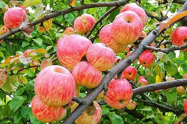 सेब वृक्ष अवेनारियस