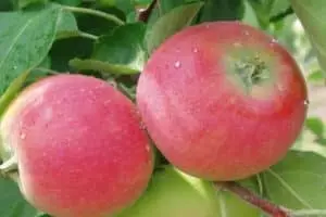 Beschrijving en kenmerken van een Apple Tree Grade Eva, zijn voor- en nadelen