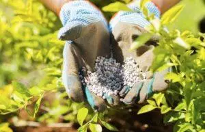 7 Toimenpiteet podzolisen maaperän ja saantojen parantamiseksi, hedelmällisyysarviointi