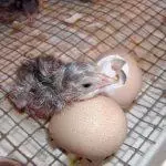 Incubació dels ous de cesar: quants dies dura a casa 7853_1