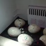 Incubació dels ous de cesar: quants dies dura a casa 7853_10