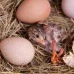 Inkubation von Cesar-Eiern: Wie viele Tage dauert zu Hause? 7853_12