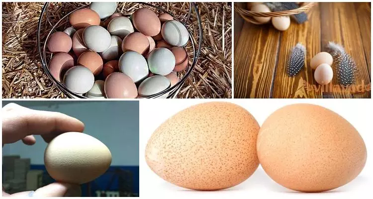 Viele Eier