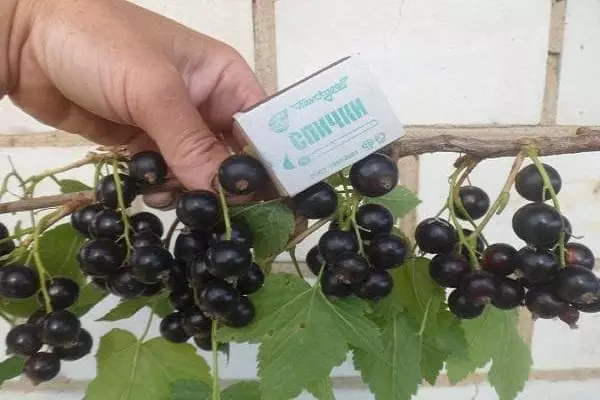 Għażla ta 'berries.