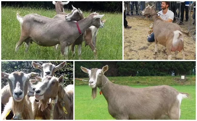 Toggenburg Koza.