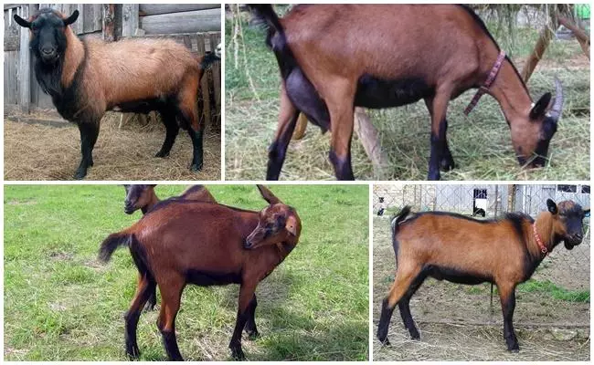 Czech Goat.