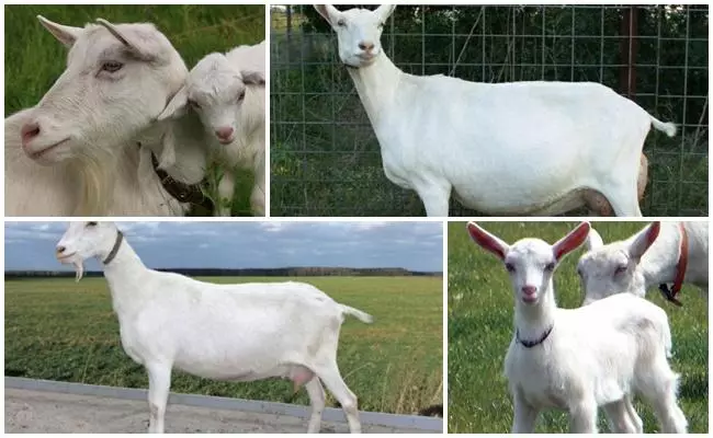 Zaanenskaya Goat
