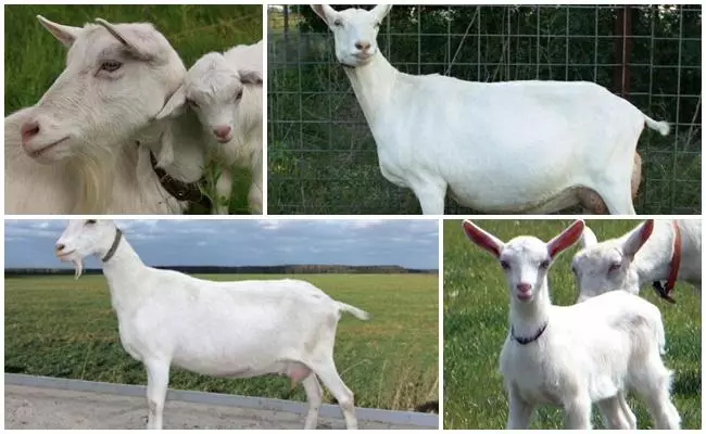 Zaanenskaya goat.