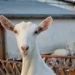 Comolete Goat: Top 5 Warming Biranni da Halayen kwatanci 7860_9