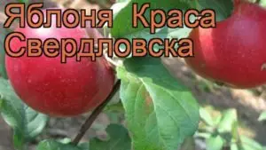 Apple Cress Sverdlovsk'ın Tanımı ve Özellikleri, Avantajları ve Dezavantajları, Büyüme Kuralları
