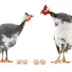 몇 일간 세이카 계란이 발생합니다 : 닭을 부화하기 전과 영향을 미치기 전의 기간 7874_3