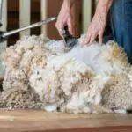 Corte de pelo de oveja hecho a mano: qué y cómo elegir, califica lo mejor 787_1