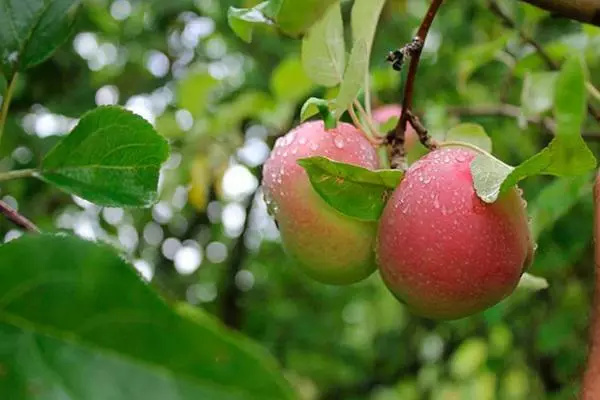 Μήλα σε ένα δέντρο
