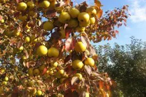 Les meilleures variétés de poires pour les Urales avec une description, les subtilités de la croissance et des soins