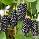 BlackBerry Black Butte: beschrijving van de variëteit, voor- en nadelen, landen en groeien 7902_1