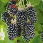 Blackberry Black Butte: popis odrůdy, kladů a nevýhod, přistání a pěstování 7902_2