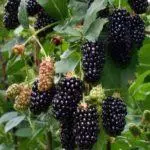 BlackBerry Black Butte: Kufotokozera kwa mitundu, zabwino ndi chipwirikiti, kufika ndikukula 7902_3
