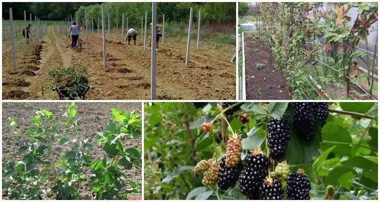 Přistávací Blackberries.