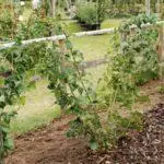 Blackberry Black Butte: popis odrůdy, kladů a nevýhod, přistání a pěstování 7902_6