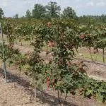 Blackberry Black Butte: popis odrůdy, kladů a nevýhod, přistání a pěstování 7902_8