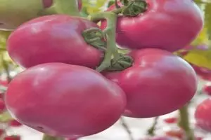 Beschreiwung an Charakteristike vun Tomaten rosa Samson F1, säi Rendement