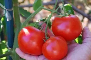 Einkenni og lýsing Tómatur Masha Tomato