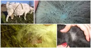 Čo robiť s Goat lupinami a spôsobuje vzhľad, liečbu a prevenciu