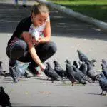 Saka panganan pigeon ing dalan lan ing omah: apa sing mangan lan bisa diwenehake 7931_1