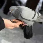 Nego hranjenje golubova na ulici i kod kuće: što je jelo i može se dati 7931_11