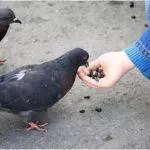 Saka panganan pigeon ing dalan lan ing omah: apa sing mangan lan bisa diwenehake 7931_12