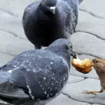 Nego hranjenje golubova na ulici i kod kuće: što je jelo i može se dati 7931_2