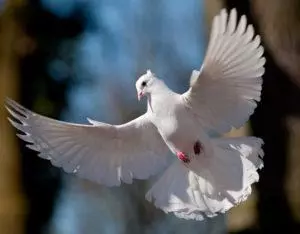Beskriuwing Top 5 prachtige rassen fan wite duiven, har foardielen en neidielen