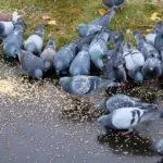 Saka panganan pigeon ing dalan lan ing omah: apa sing mangan lan bisa diwenehake 7931_6