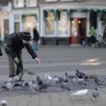 Nego hranjenje golubova na ulici i kod kuće: što je jelo i može se dati 7931_8