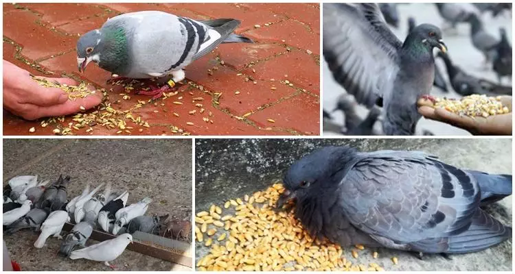 Alimentación de aves.