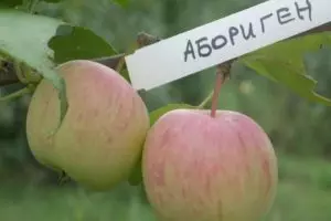 Apple Tree šķirnes aborigēnu apraksts un kultūras galvenās īpašības, augošie reģioni