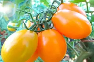 Tomat tomati kulla Ida kirjeldus, selle iseloomulik ja saagis