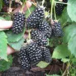 Blackberry taevad võivad oodata: sordi ja plusse ja miinuste kirjeldus, kasvatamine 7949_2