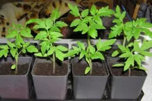 Wannear en hoe te transplantearjen fan seedlings fan tomaten yn potten