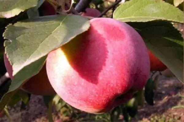 Ibiranga Apple