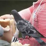 Дали е можно да се хранат гулабите на лебот: придобивките и штетата на црно-бело отколку да се негуваат 7968_2