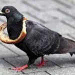 Est-il possible d'alimenter les pigeons du pain: les avantages et les malons du noir et blanc que de chérir 7968_3