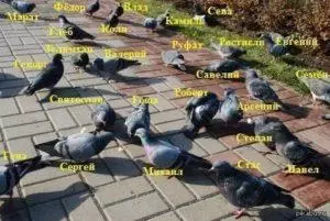 Selectie van namen voor handmatige duiven, voorbeelden van de beste bijnamen voor meisjes en jongens