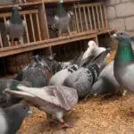 क्या रोटी के कबूतरों को खिलाना संभव है: काले और सफेद के लाभ और नुकसान का सामना करना पड़ता है 7968_5