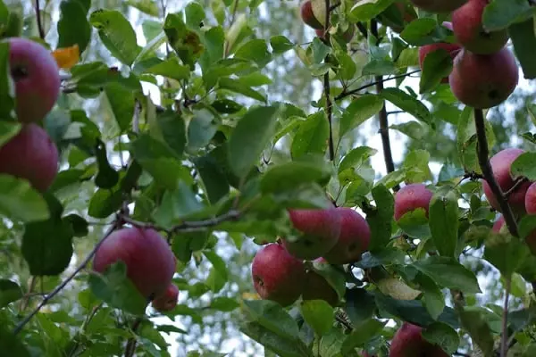 Apple Tree Darunok: Argazkiekin duten gaixotasunak, ezaugarriak eta erresistentziaren deskribapena