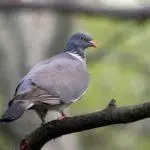 Indlela yokwahlula i-pigeon evela ngaphandle: Iimpawu zabasetyhini kunye namadoda kunye nentsingiselo yomgangatho 7984_12