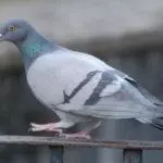Indlela yokwahlula i-pigeon evela ngaphandle: Iimpawu zabasetyhini kunye namadoda kunye nentsingiselo yomgangatho 7984_16
