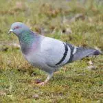 Indlela yokwahlula i-pigeon evela ngaphandle: Iimpawu zabasetyhini kunye namadoda kunye nentsingiselo yomgangatho 7984_17