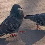 Indlela yokwahlula i-pigeon evela ngaphandle: Iimpawu zabasetyhini kunye namadoda kunye nentsingiselo yomgangatho 7984_3